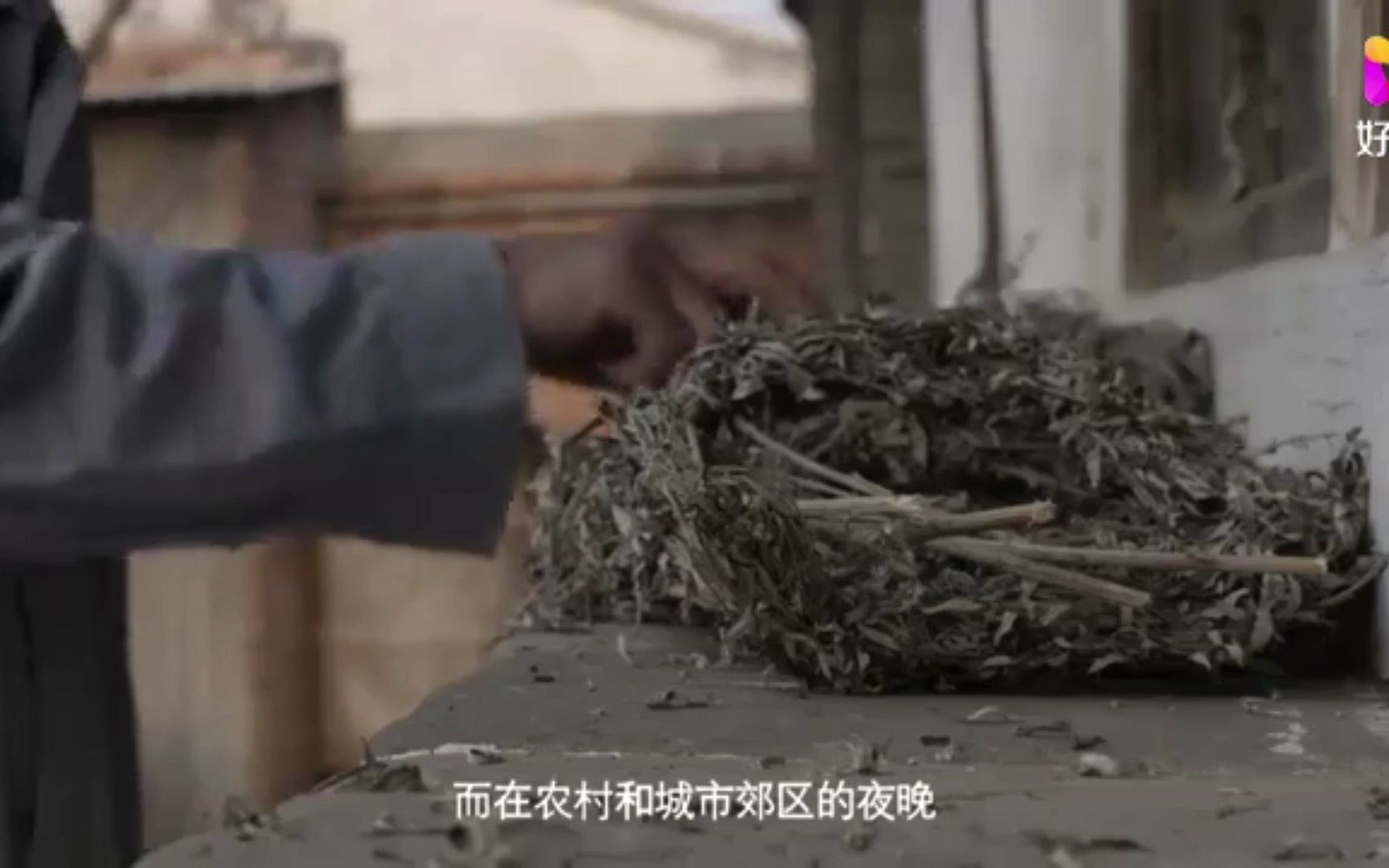央视科普片--古法艾灸