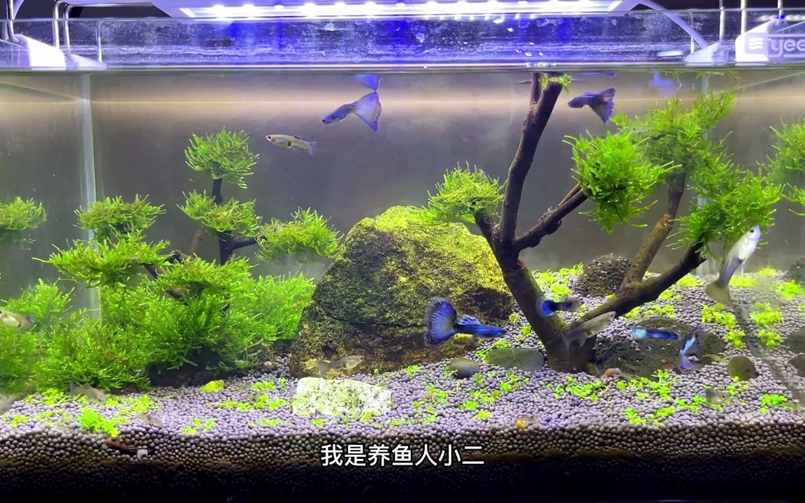 【水族】没有二氧化碳的生态缸一个月爬地矮珍珠能长成什么样,已经...