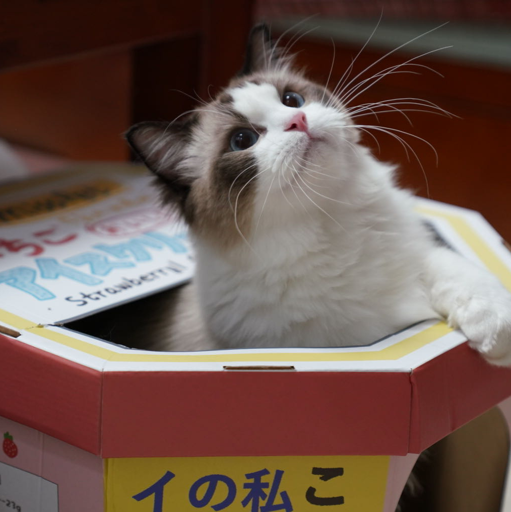 爱吃杨桃黄七菌 