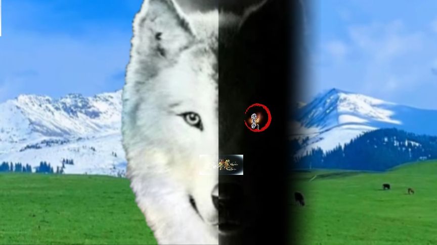 《狼王梦》作者:沈石溪 第一章 绝境分娩之孤苦狩猎(一)