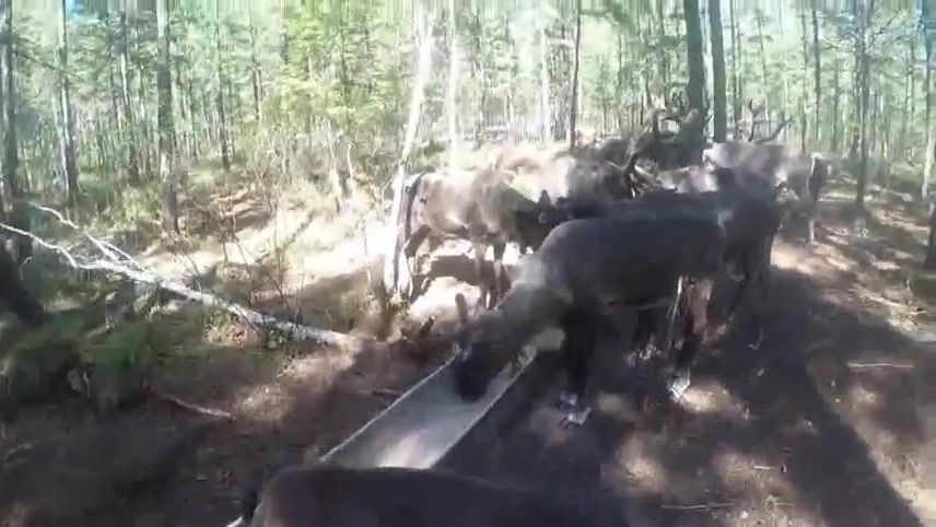 探寻中国最后的狩猎民族:在茫茫大兴安岭中的索玉兰使鹿部落