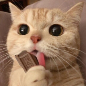 义丶鱼鱼子丶义 