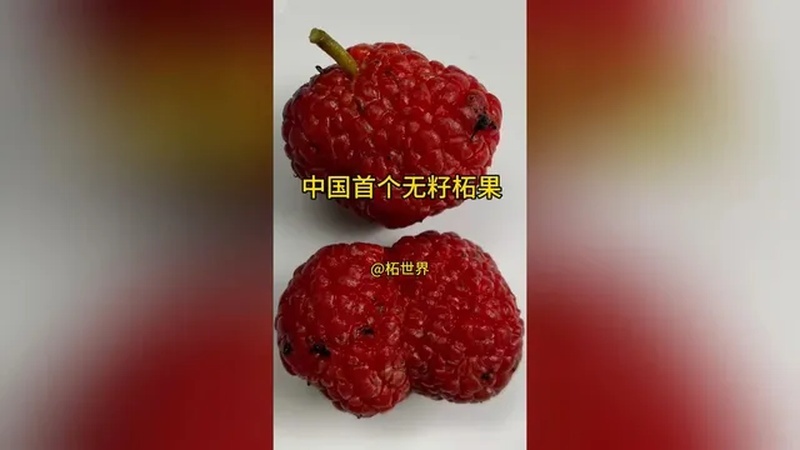 柘树柘果育种第一人,中国首个无籽柘果填补国内空白可食率百分百