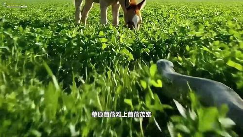 草原巨蟒温柔贴蹭马驹!罕见亲密接触瞬间,腹鳞轻抚草地超治愈