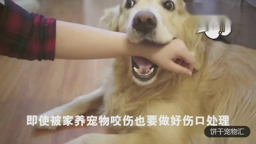 狂犬病潜伏期十年?被狗咬了不用打针?专家给你科普真相