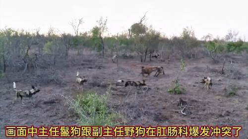 这才是真正的狗咬狗!