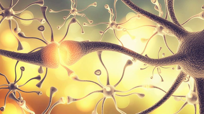 死亡、脑死亡和植物人分别有什么区别