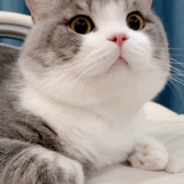 走丢的大白猫猫 