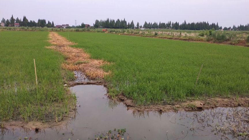 乡里的环境还不错,虾养完种点水稻,田园生活。