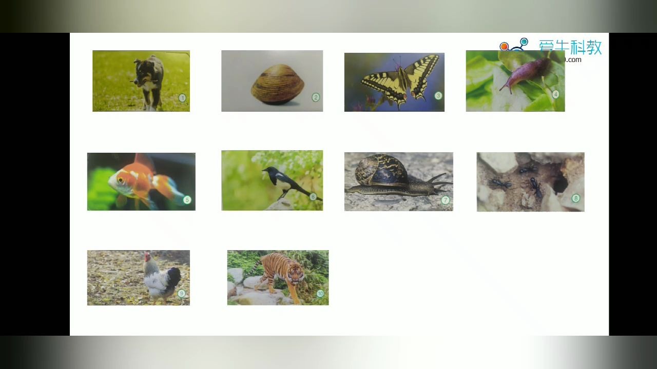 一下2.1我们知道的动物