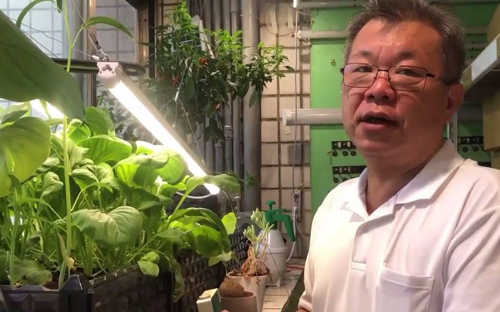带紫外线植物生长灯 露台种植 育苗 清江菜 非洲冰花 实景记录 第4期