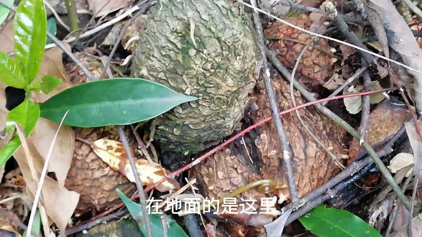 看看野生超大金刚藤值钱吗