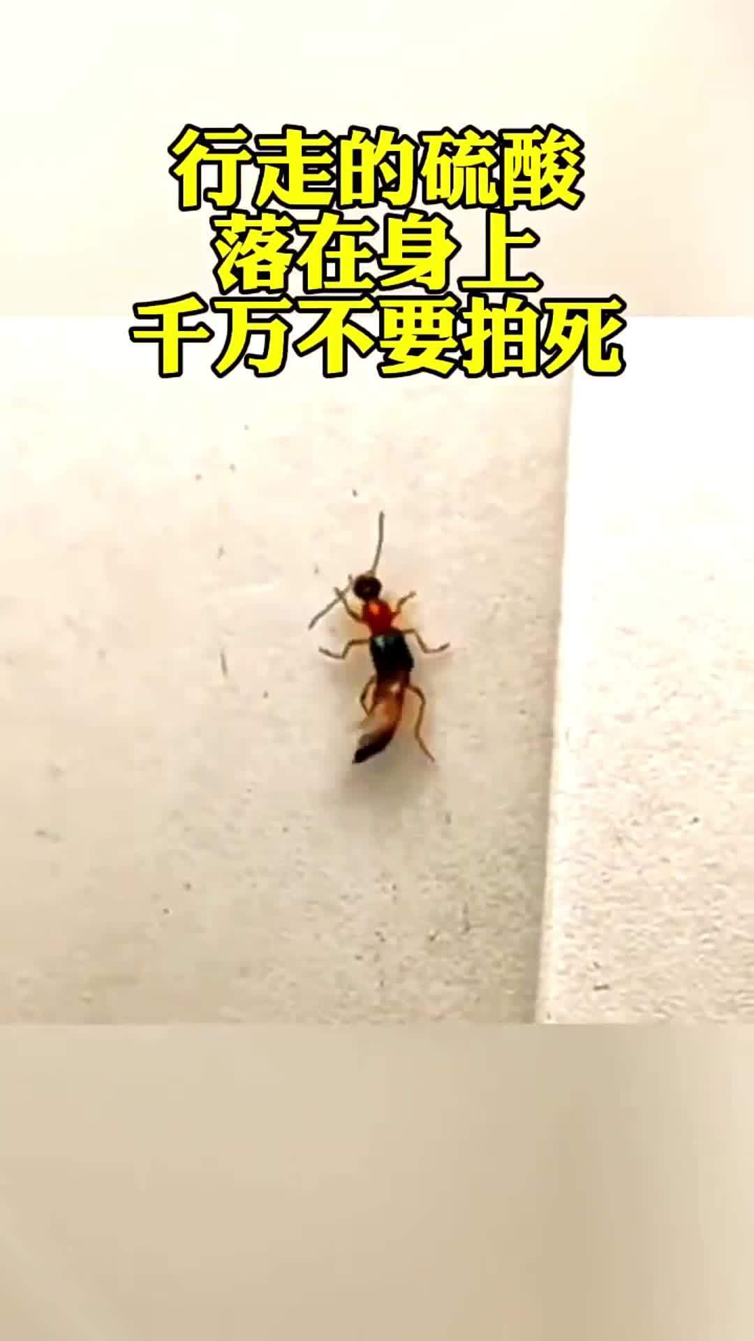 行走的硫酸,落在身上,千万不要拍死!