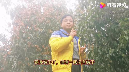 你见过桂花结籽吗?桂花果子又名桂子,是一味中药,鸟儿都喜欢吃