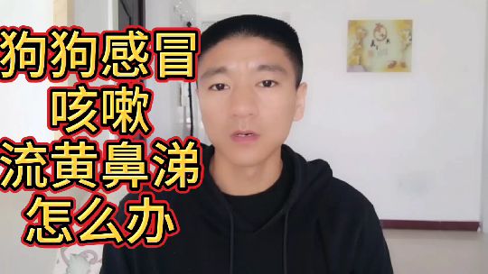 狗狗感冒咳嗽流黄鼻涕怎么办?这些人用药就能搞定