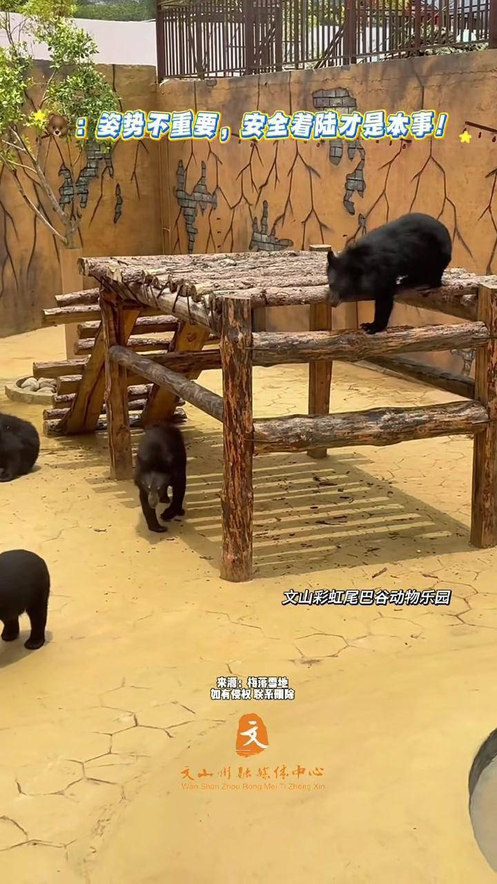 :姿势不重要,安全着陆才是本事!#萌宠出道计划#动物迷惑行为#小熊的...
