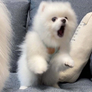 子橲 