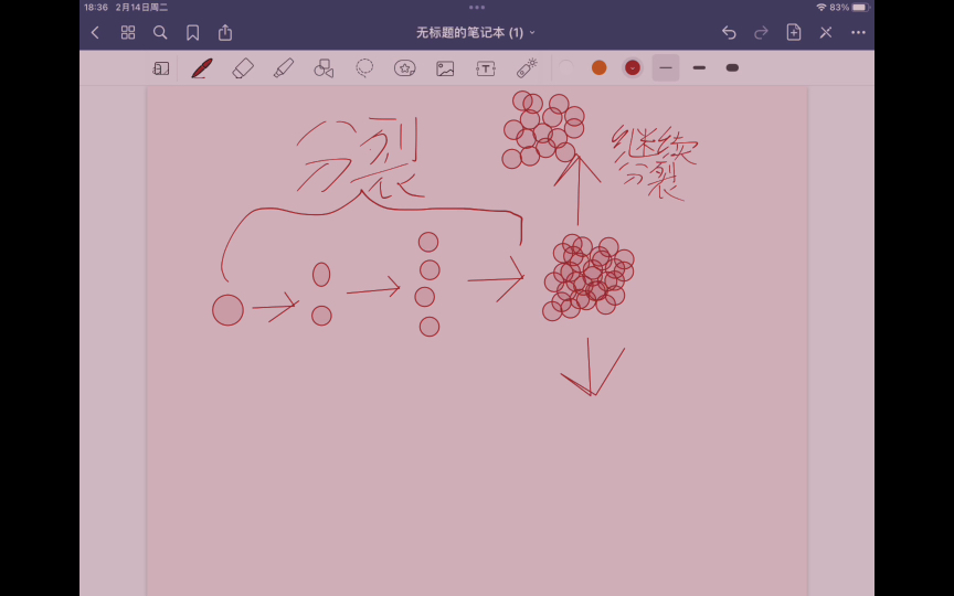 细胞的分裂和分化定格动画