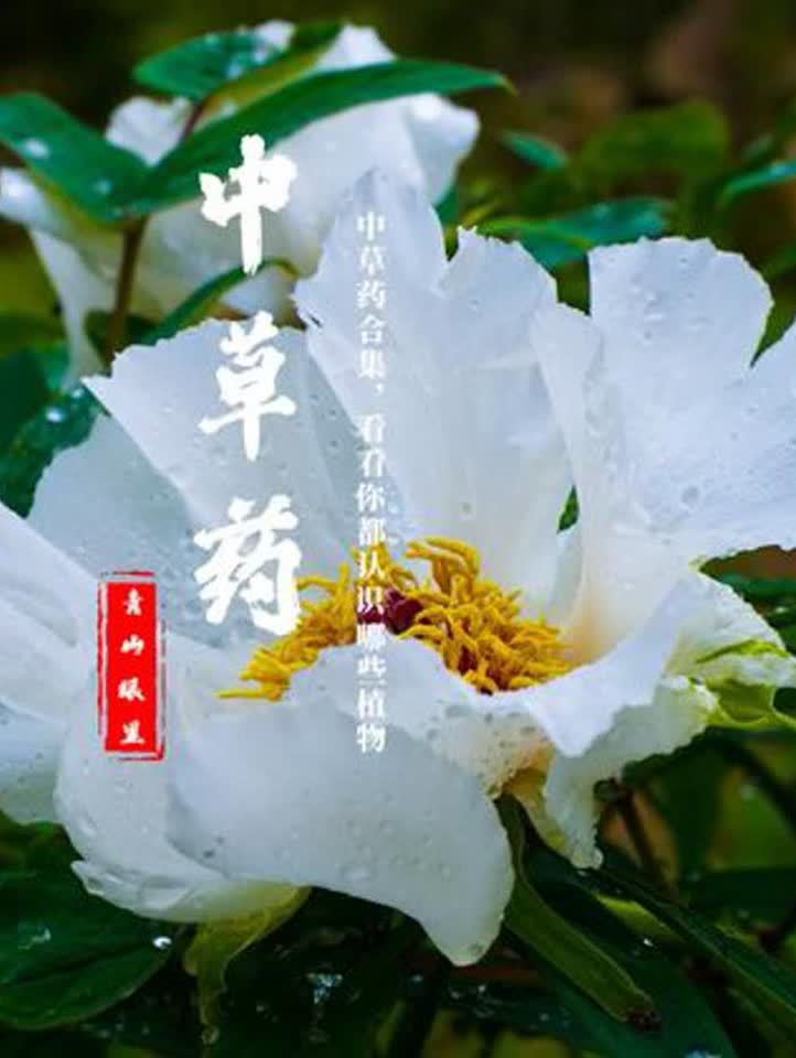 来看看我们身边常见的中草药你都认识哪些?最后一种大家应该都认识!.