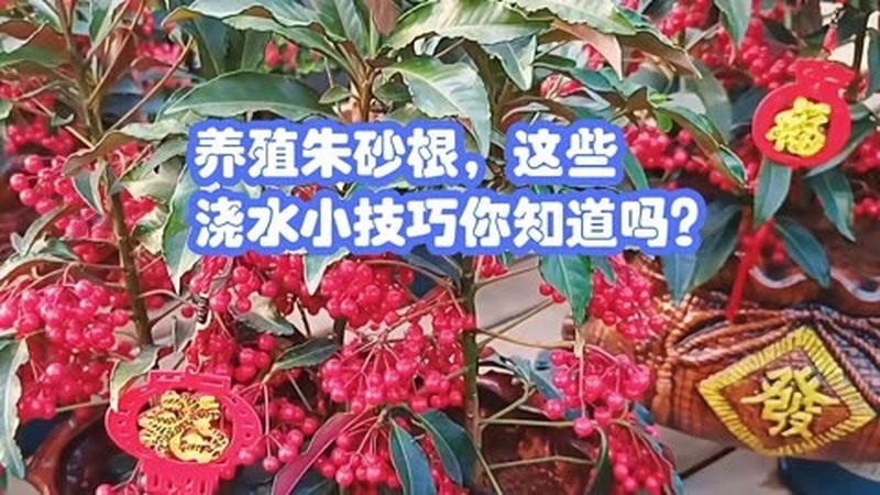 养殖朱砂根,这些浇水小技巧你知道吗