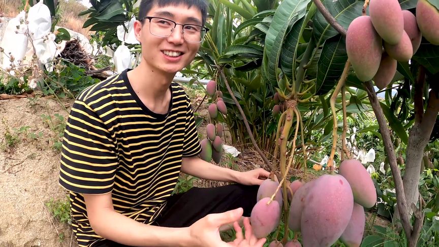 农村小伙自己创业,种植1000多颗芒果树,成了他的“摇钱树”!