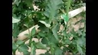 西红柿种植技术视频之绑枝绑蔓机有讲究