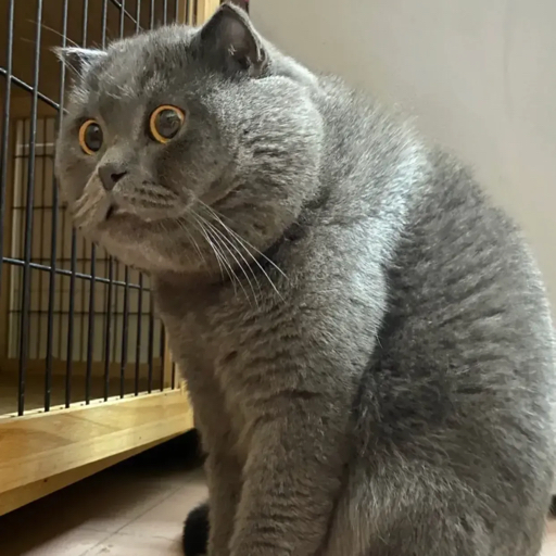 小璎77 