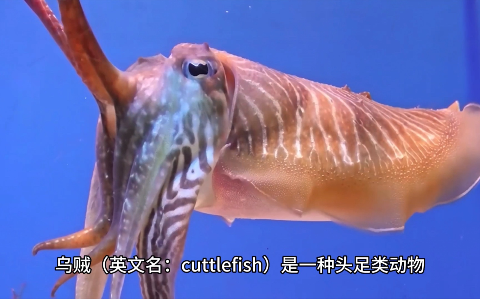会喷墨的怪物 乌贼