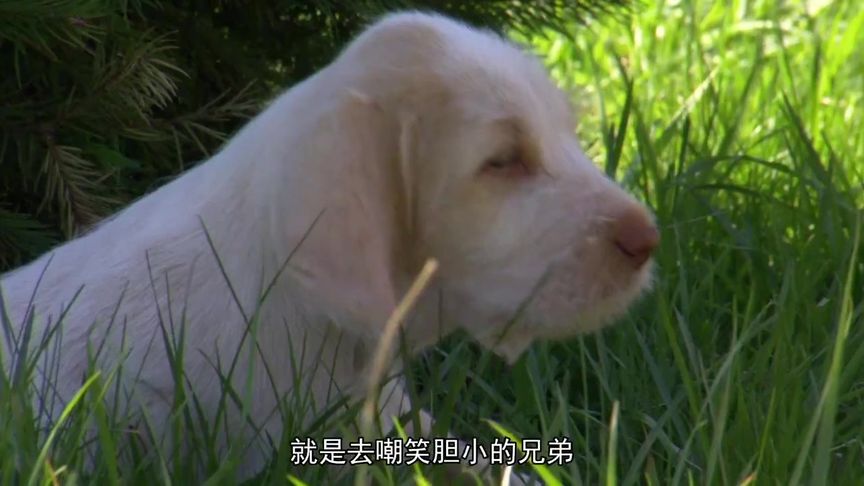 缺少安全感的小奶狗痴迷于袜子,不料袜子被偷,它也学会放手