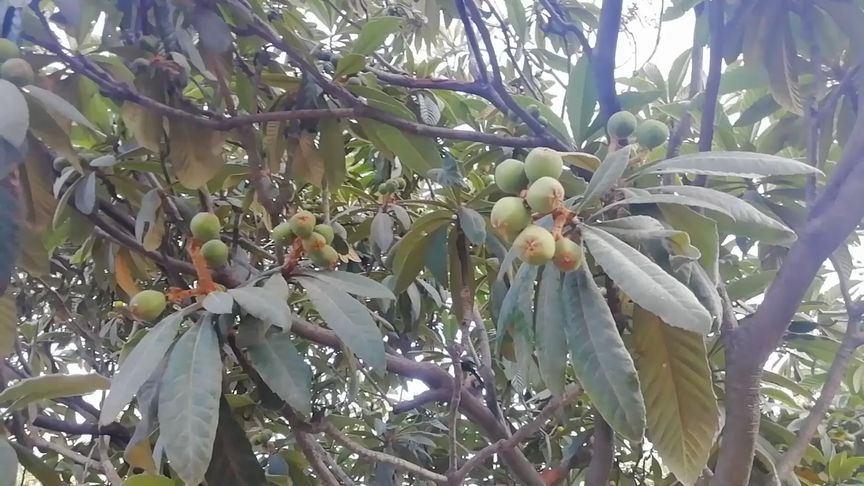 五月枇杷成熟了,听80给你讲解枇杷药ߒ�用价值,和功效。