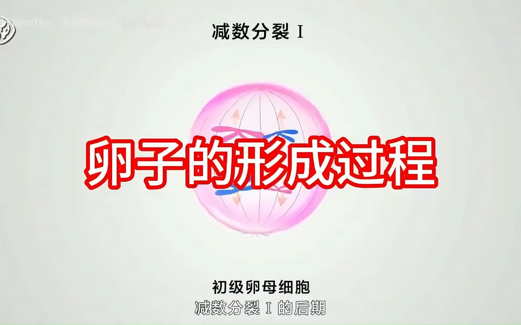 卵子的形成过程