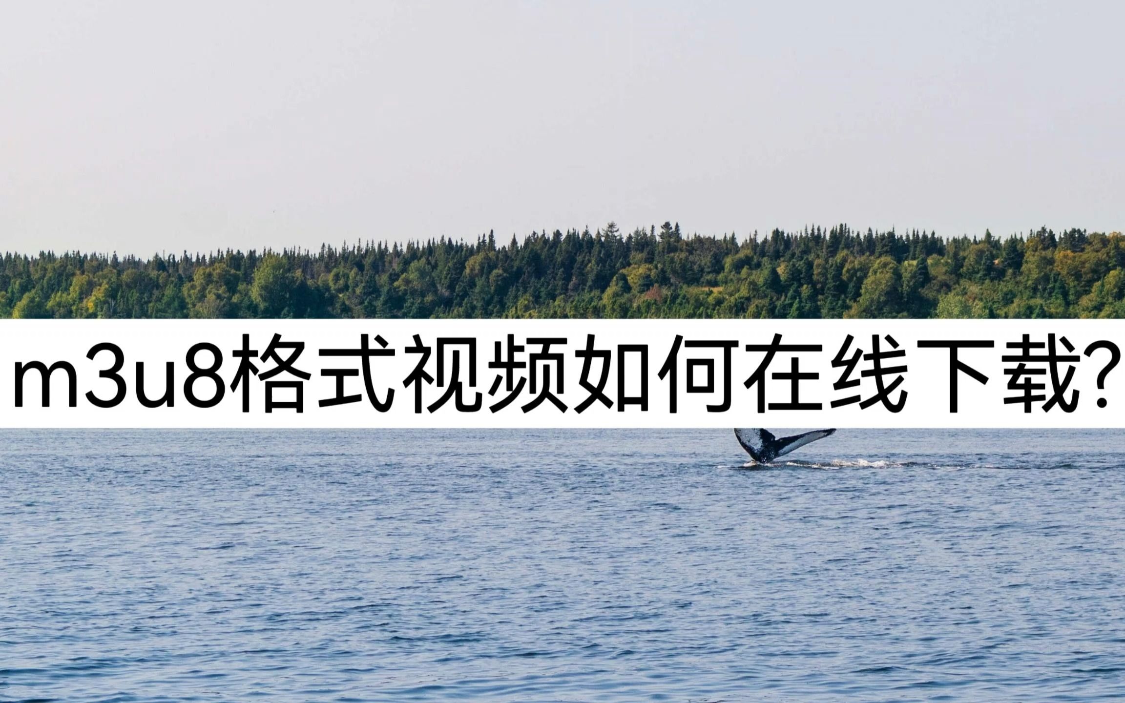 m3u8格式视频如何在线下载?看完你就明白了