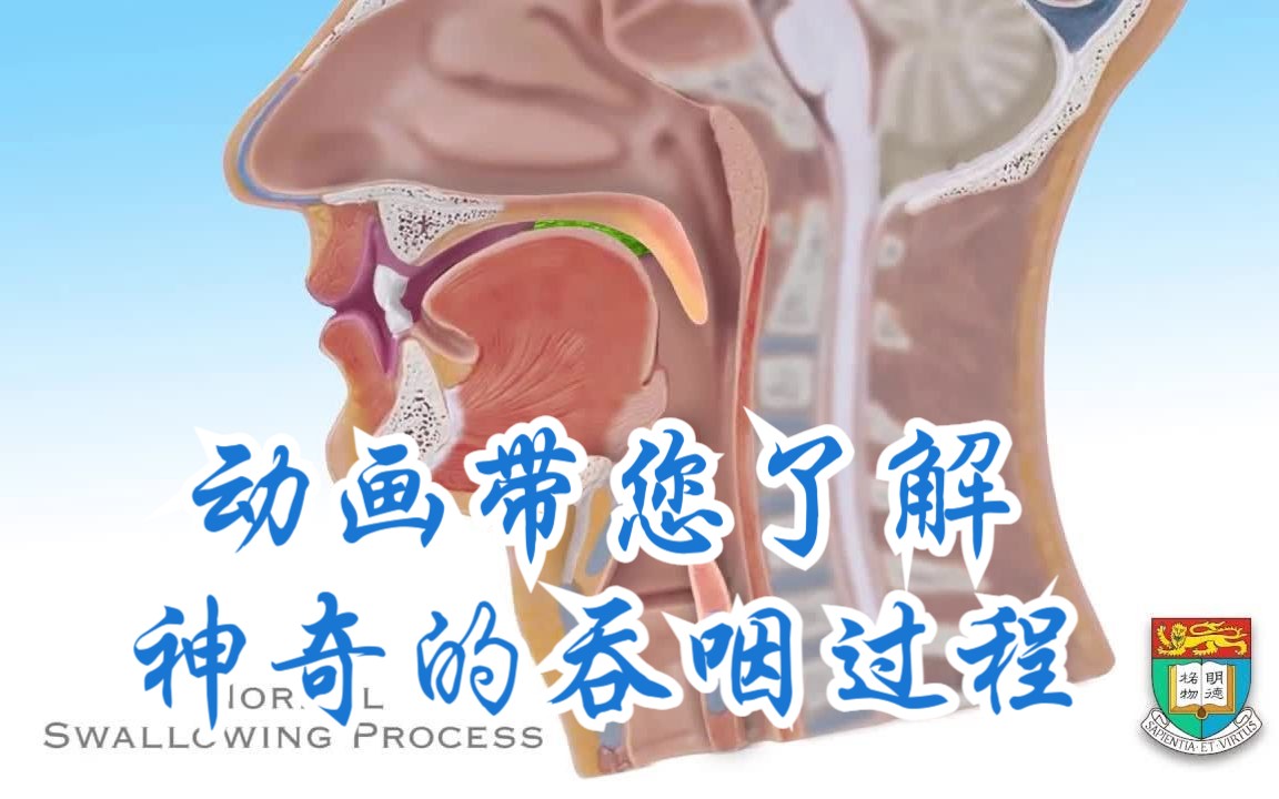 3D动画带您了解神奇的吞咽过程