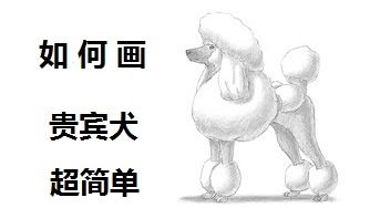 简笔素描教学:4分钟教你画贵宾犬,超简单!