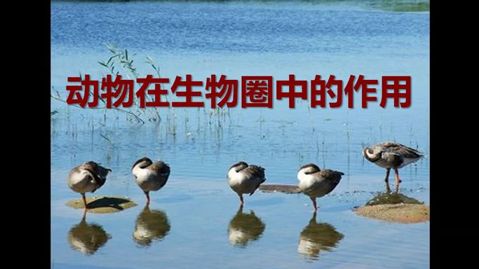 动物在生物圈中的作用