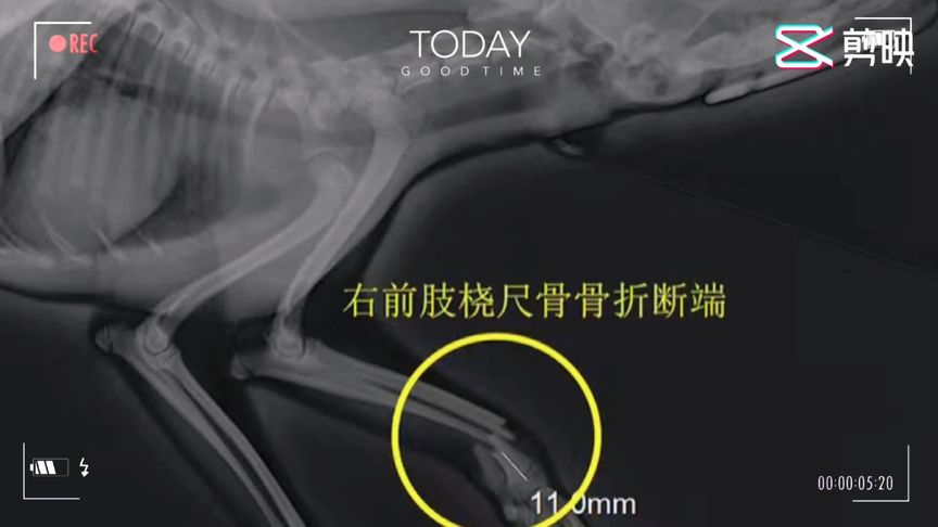 泰迪犬尺、桡骨骨折,内固定手术 萌宠#宠物医院 #宠物健康