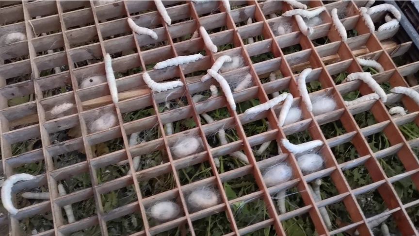 蚕宝宝吐丝,然后就走了蚕丝被