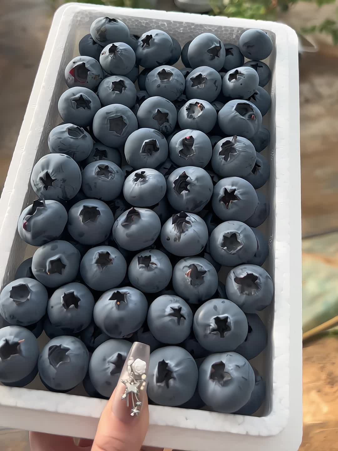 又到吃蓝莓的季节啦!艾特你最好的朋友请你吃超大蓝莓!