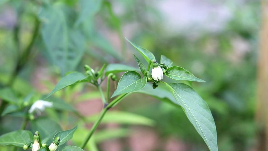 辣椒生长期,这1步做到位,辣椒挂满枝