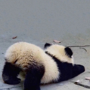 佩琪的25号底片 