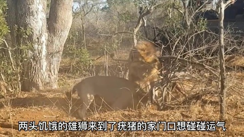 "雄狮大战!洞穴里疣猪无处可逃!"