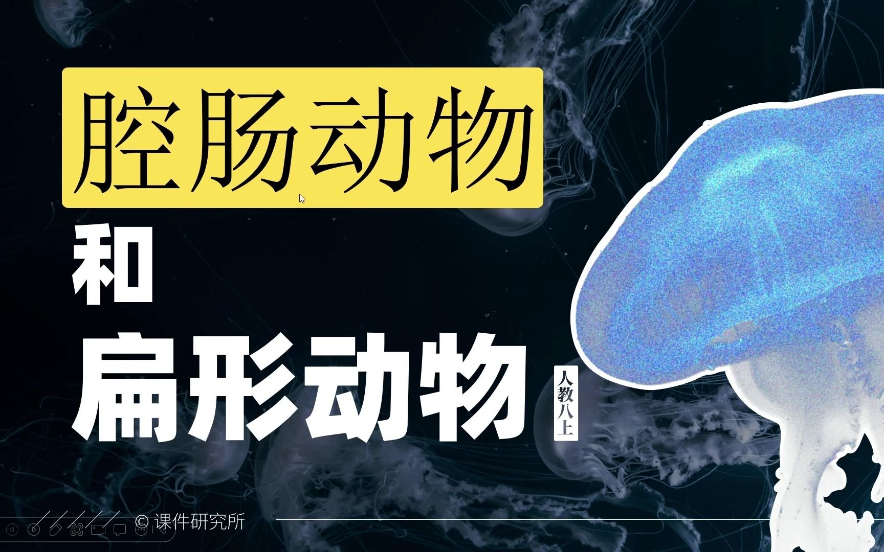 腔肠动物和扁形动物