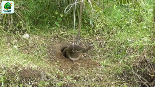 猎蜥策略!看猎人如何巧妙的设置致命陷阱,捕捉泛滥的巨蜥!