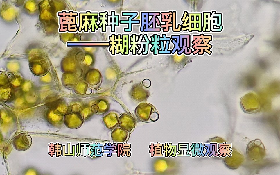 蓖麻种子胚乳细胞糊粉粒观察