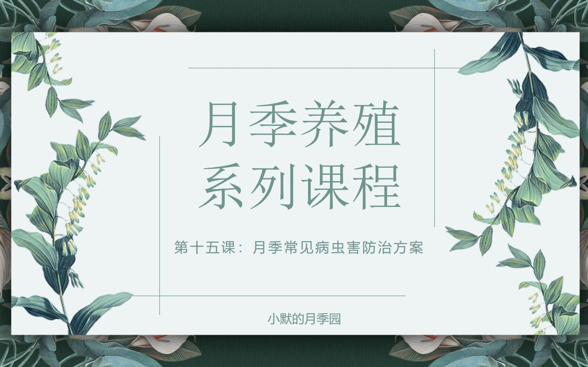 月季常见病虫害综合防治方案,月季自制杀虫杀菌剂,月季常见药使用浓度,