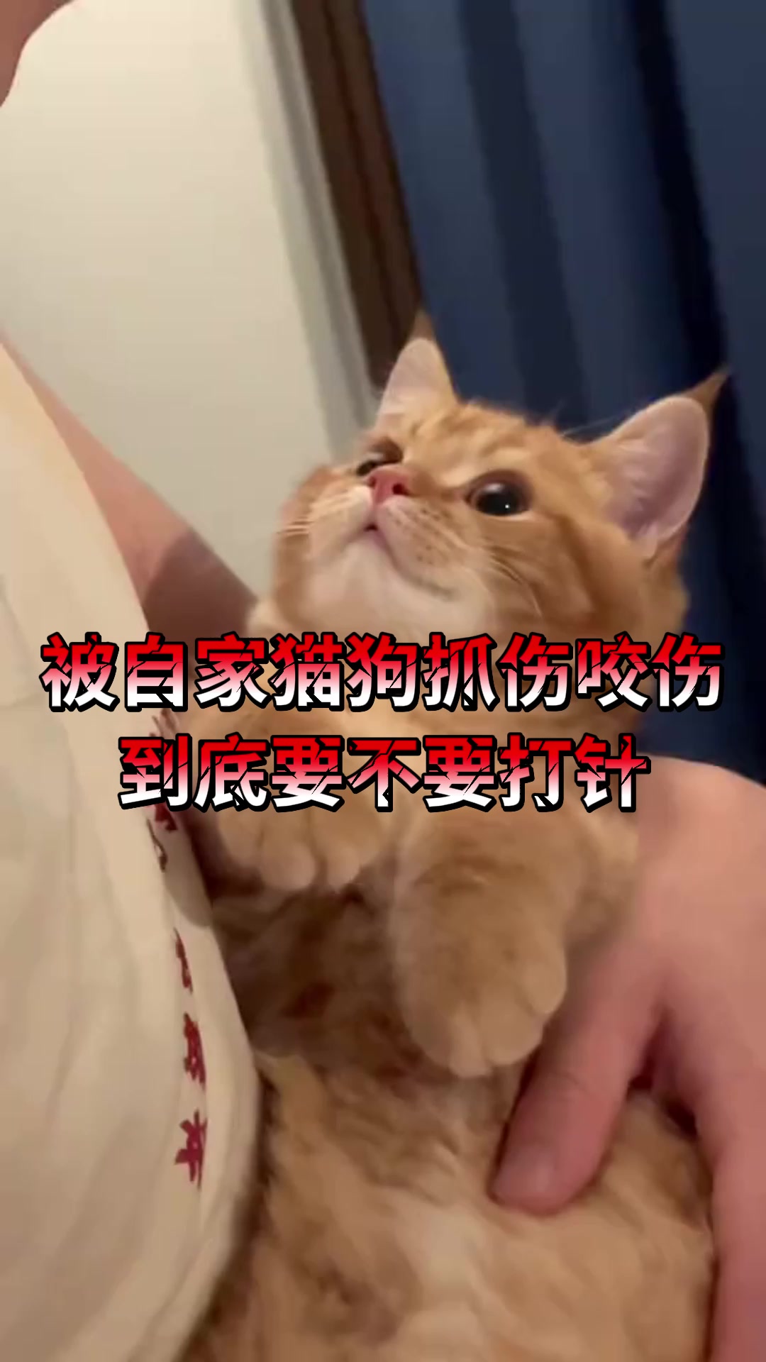 ...,养猫养狗的家长,一定要给毛孩子做一个狂犬检查,确认宠物不携带...
