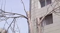 园林工人修剪绿化树木 美化市容环境