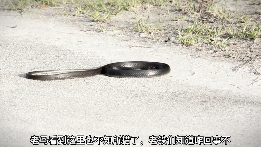 这是怎么了,蛇在地上翻滚#爬行动物 # 动物的迷惑行为
