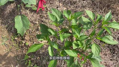 辣椒耐热家庭种植做好3点管理技巧,新手也能高产,采收时间长