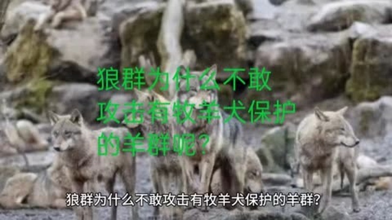 狼群为什么不敢攻击有牧羊犬保护的羊群呢